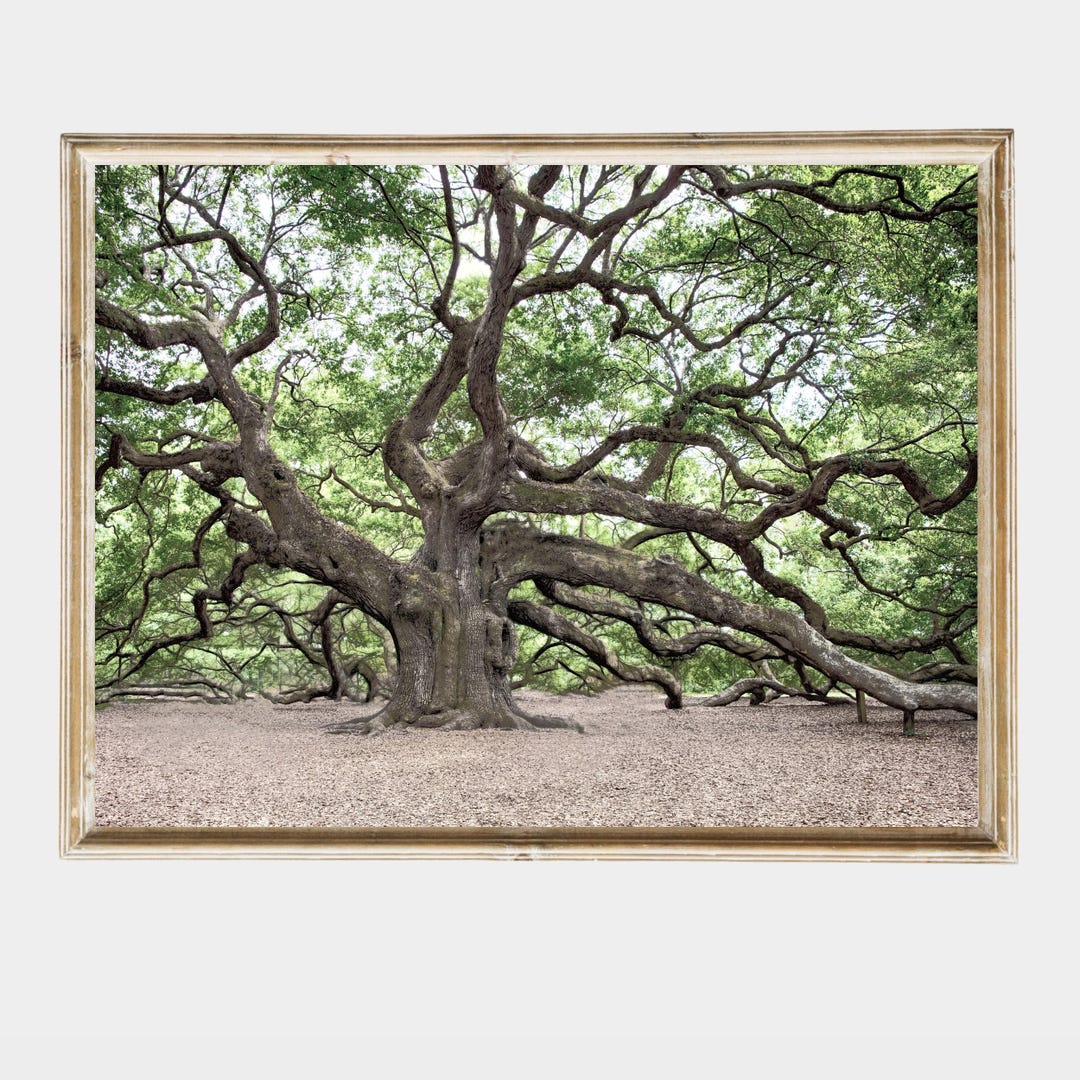 Huge Old Oak Tree Printable Wall Art Nature Charleston Print, Tree of ...