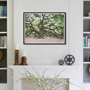 Huge Old Oak Tree Printable Wall Art Nature Charleston Print, Tree of ...