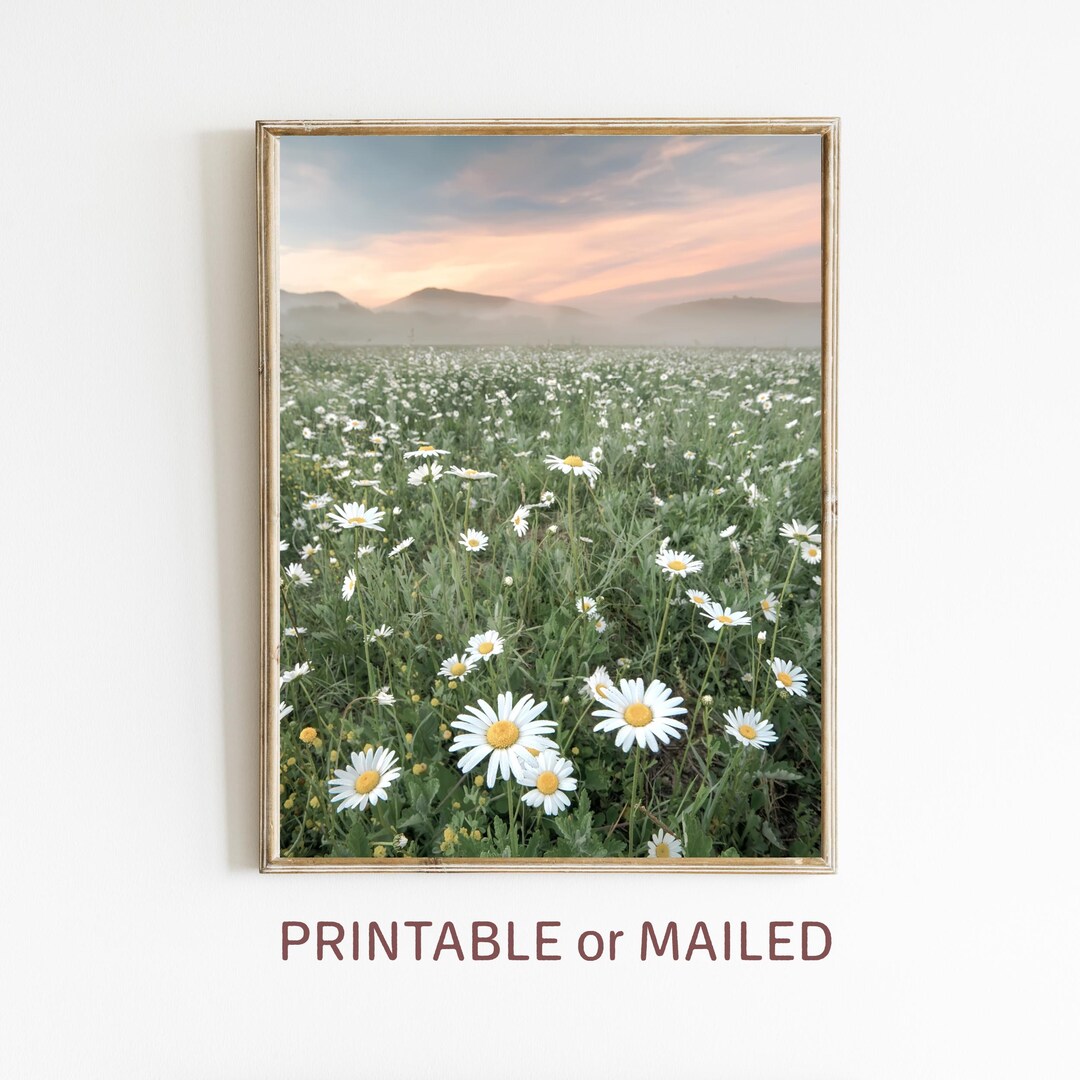 Daisy Field at Sunset Wall Art Printable or Mailed, White Wildflowers ...