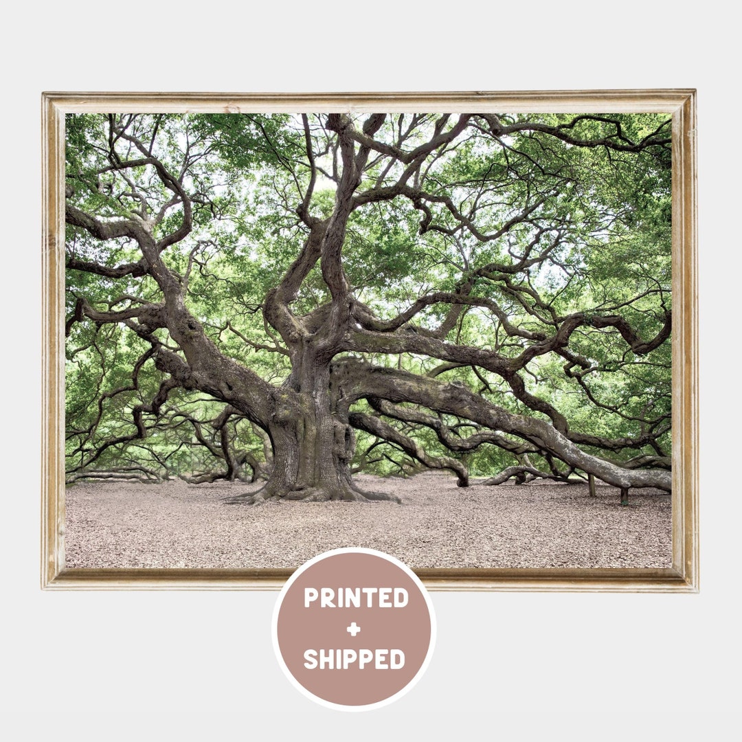 Huge Old Oak Tree Print Mailed Nature Charleston Wall Art, Tree of Life ...