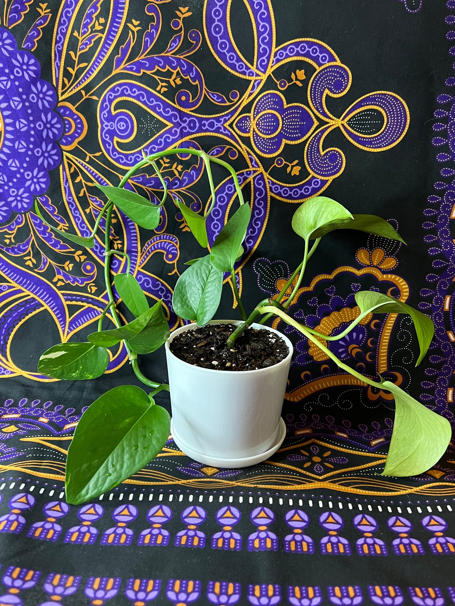 Pothos Ivy - Etsy