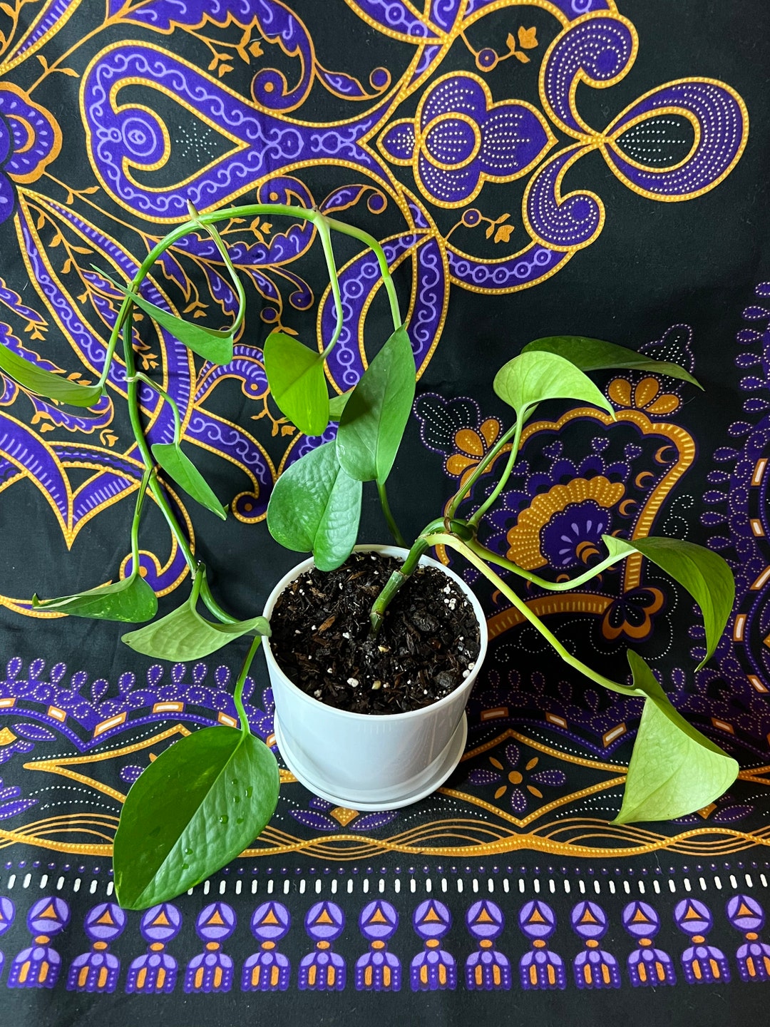 Pothos Ivy - Etsy
