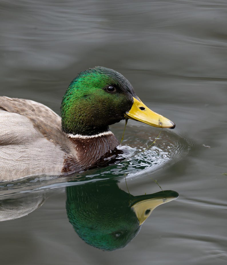 Mallard Duck Print, Bird Photography, Duck Photographs, Wildlife Photos ...
