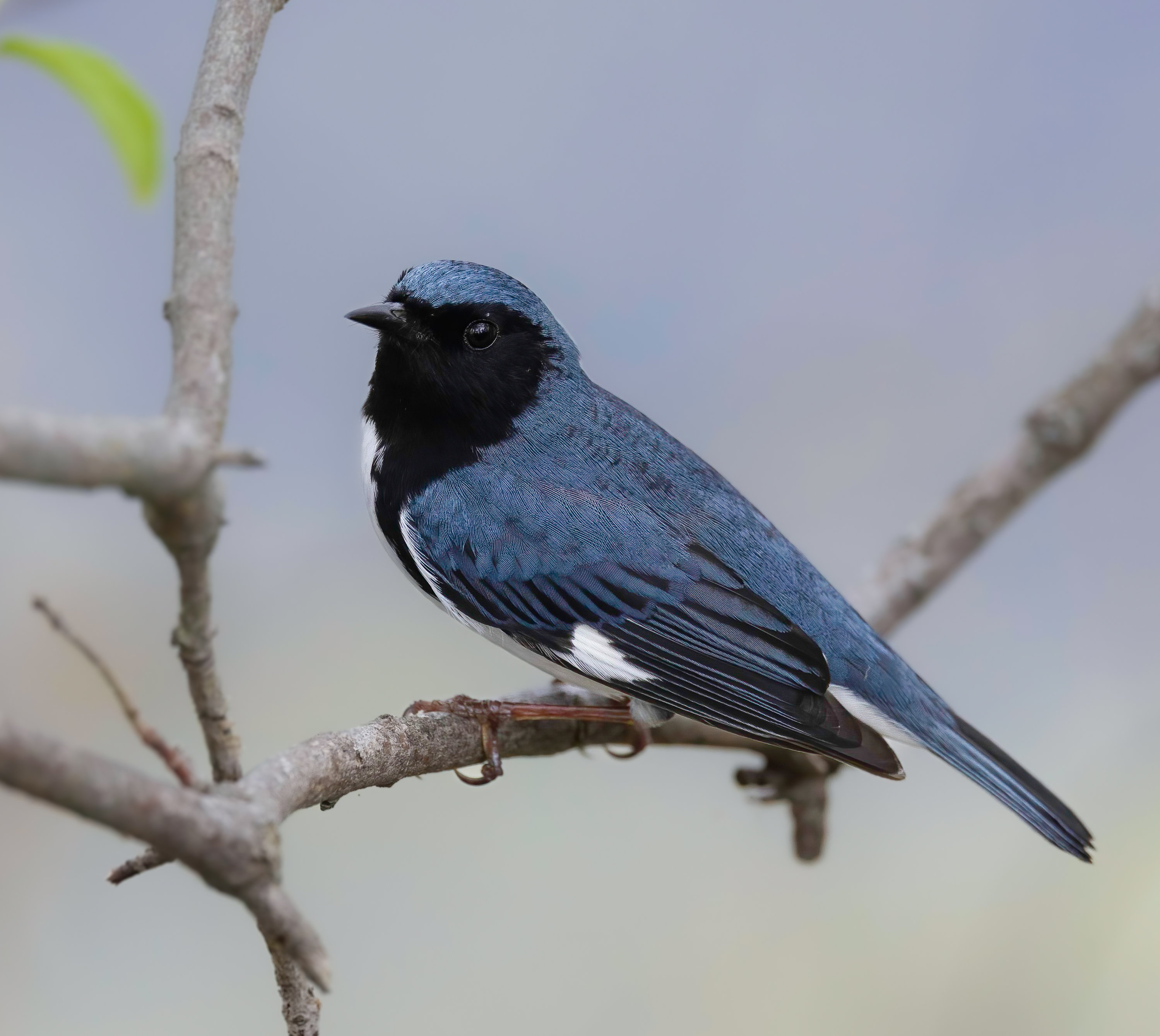 Black-throated Blue Warbler, Bird Photography, Warbler Photograph ...
