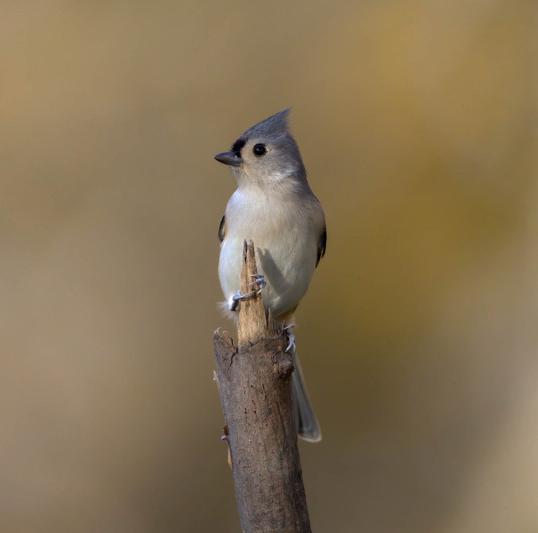 Tufted Titmouse Print, Bird Photography, Titmouse Photographs, Wildlife ...