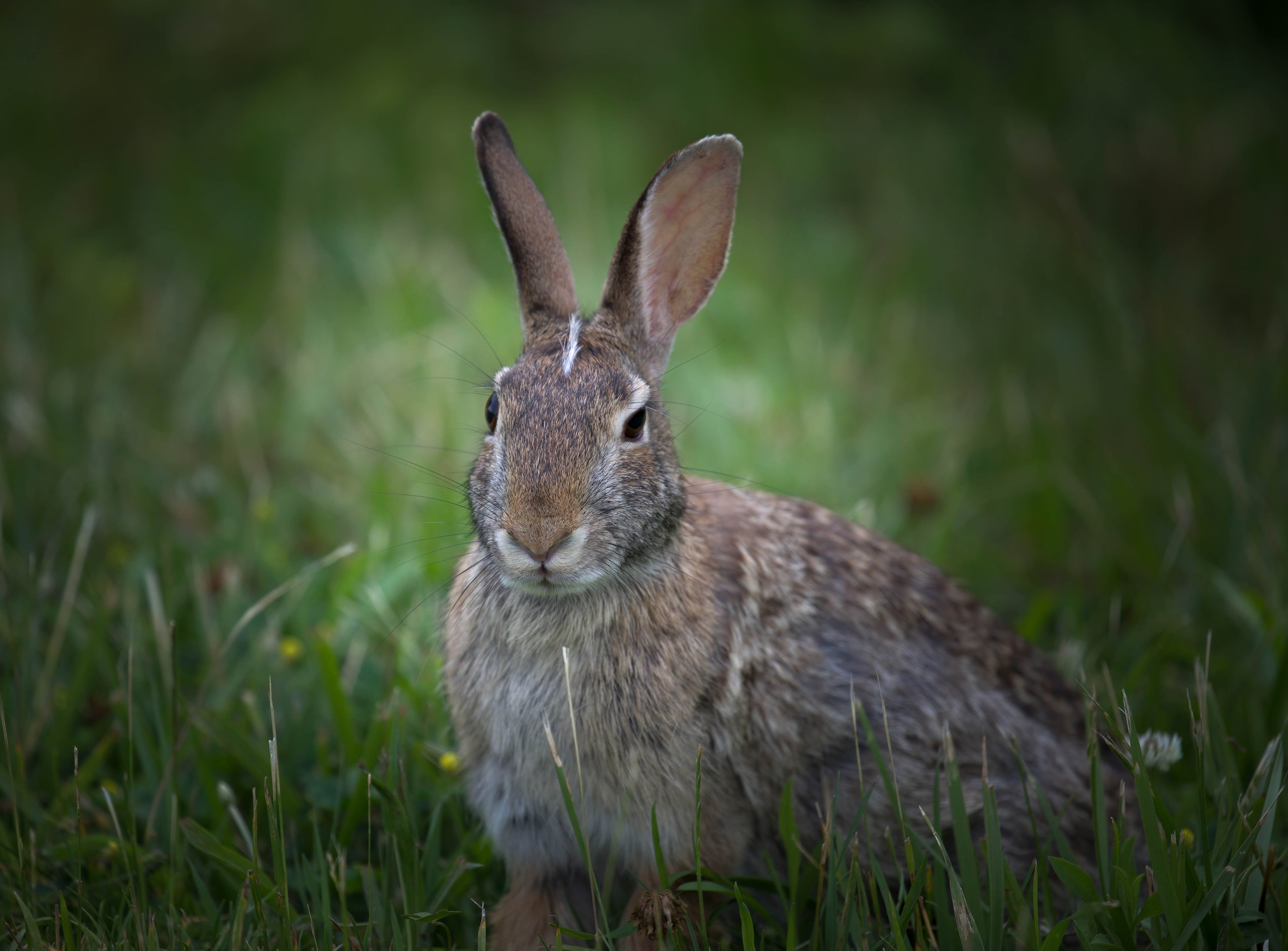 Cottontail Rabbit Print Rabbit Photo Wildlife Print - Etsy