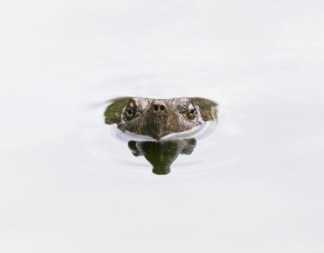 Snapping Turtle Print, Turtle Photography, Turtle Photographs, Wildlife ...