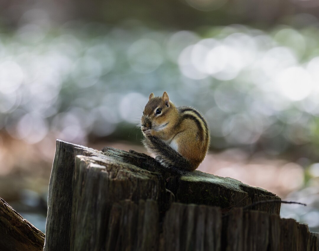 Chipmunk Print, Wildlife Photos, Chipmunk Photographs, Nature Wall Art ...