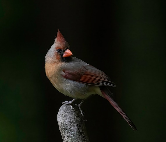 Female Cardinal Print Bird Photography Cardinal Photographs - Etsy