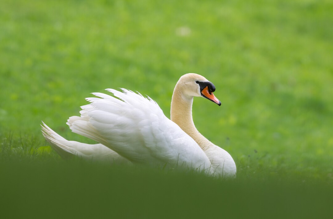 Mute Swan Print, Bird Photography, Swan Photographs, Wildlife Photos ...
