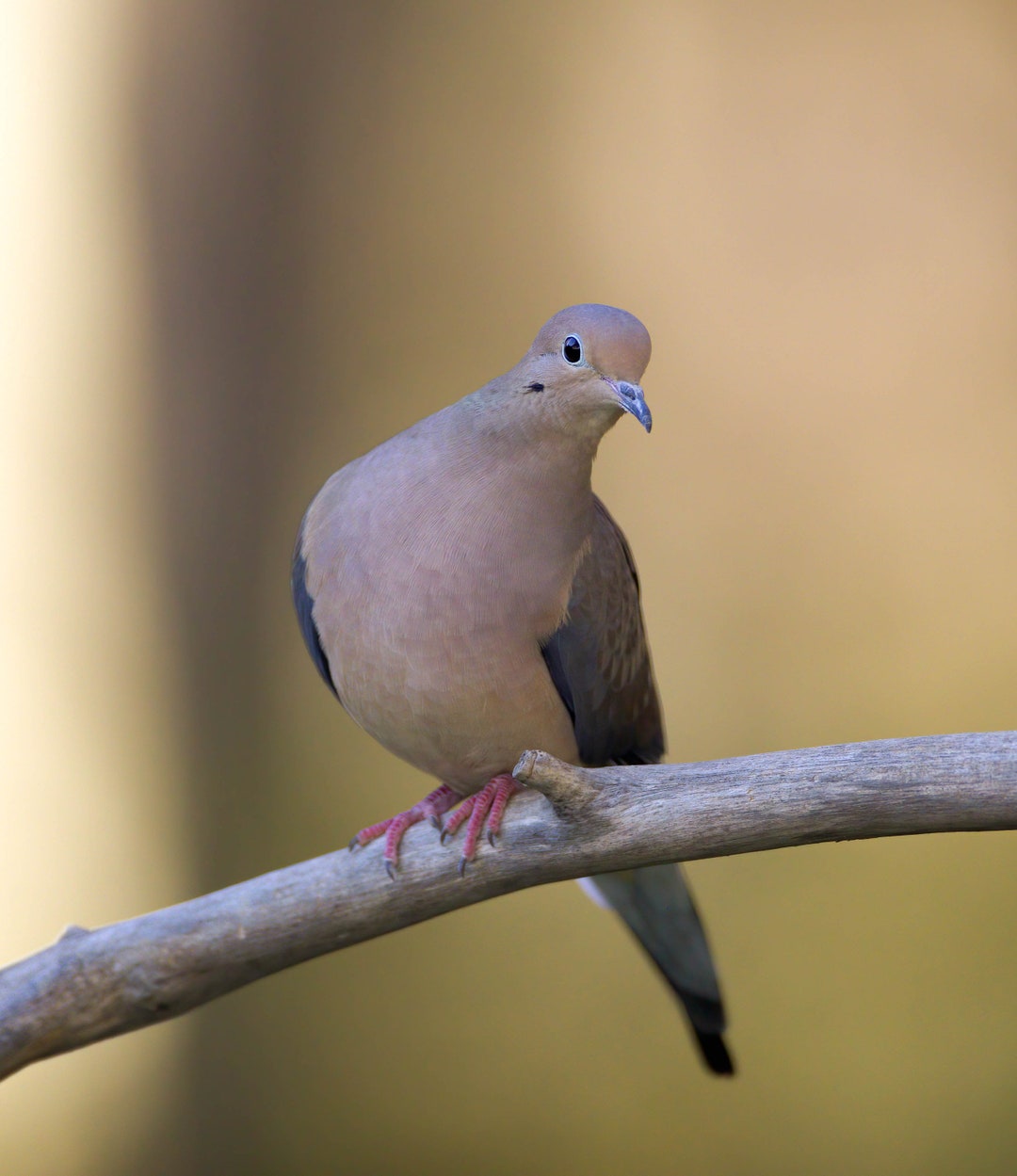 Morning Dove Print, Bird Photography, Dove Photographs, Wildlife Prints ...