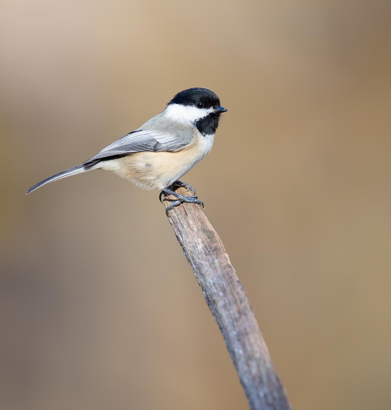 Chickadee Print, Bird Photography, Chickadee Photographs, Wildlife ...