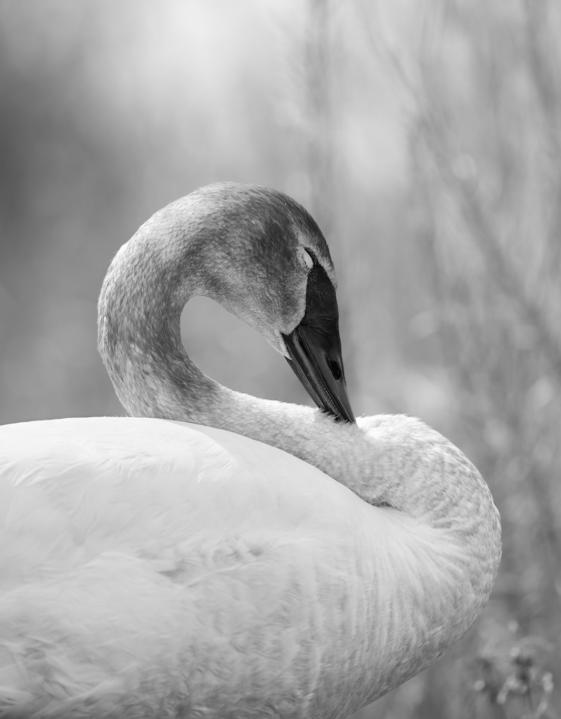 Trumpeter Swan Print, Bird Photography, Swan Photographs, Wildlife ...
