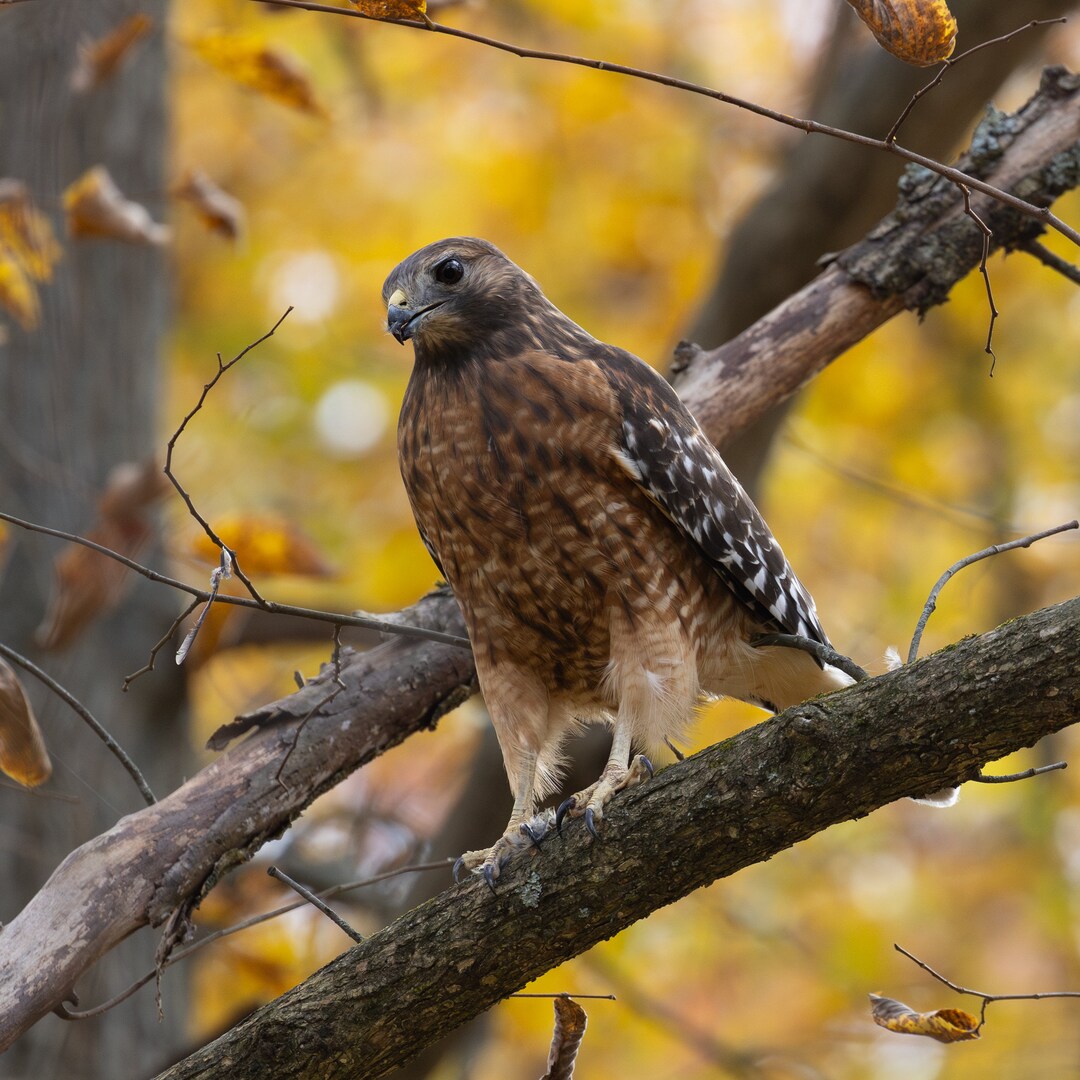 Red-shouldered Hawk Prints, Bird Photography, Hawk Photographs ...