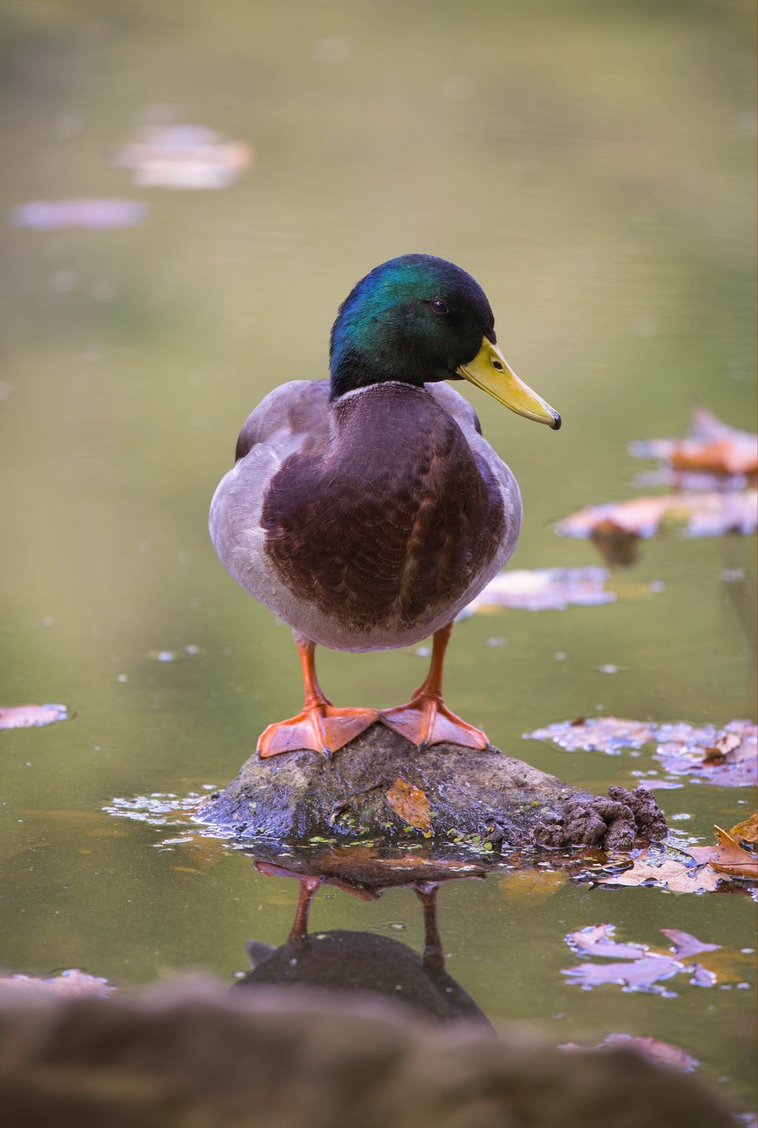 Mallard Duck Print, Bird Photography, Duck Photographs, Wildlife Prints ...