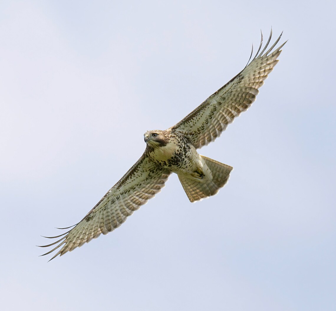 Red-tailed Hawk Print, Bird Photography, Hawk Photographs, Wildlife ...