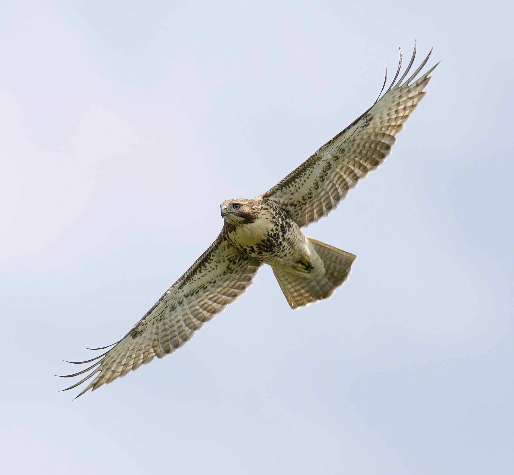Red-tailed Hawk Print, Bird Photography, Hawk Photographs, Wildlife ...