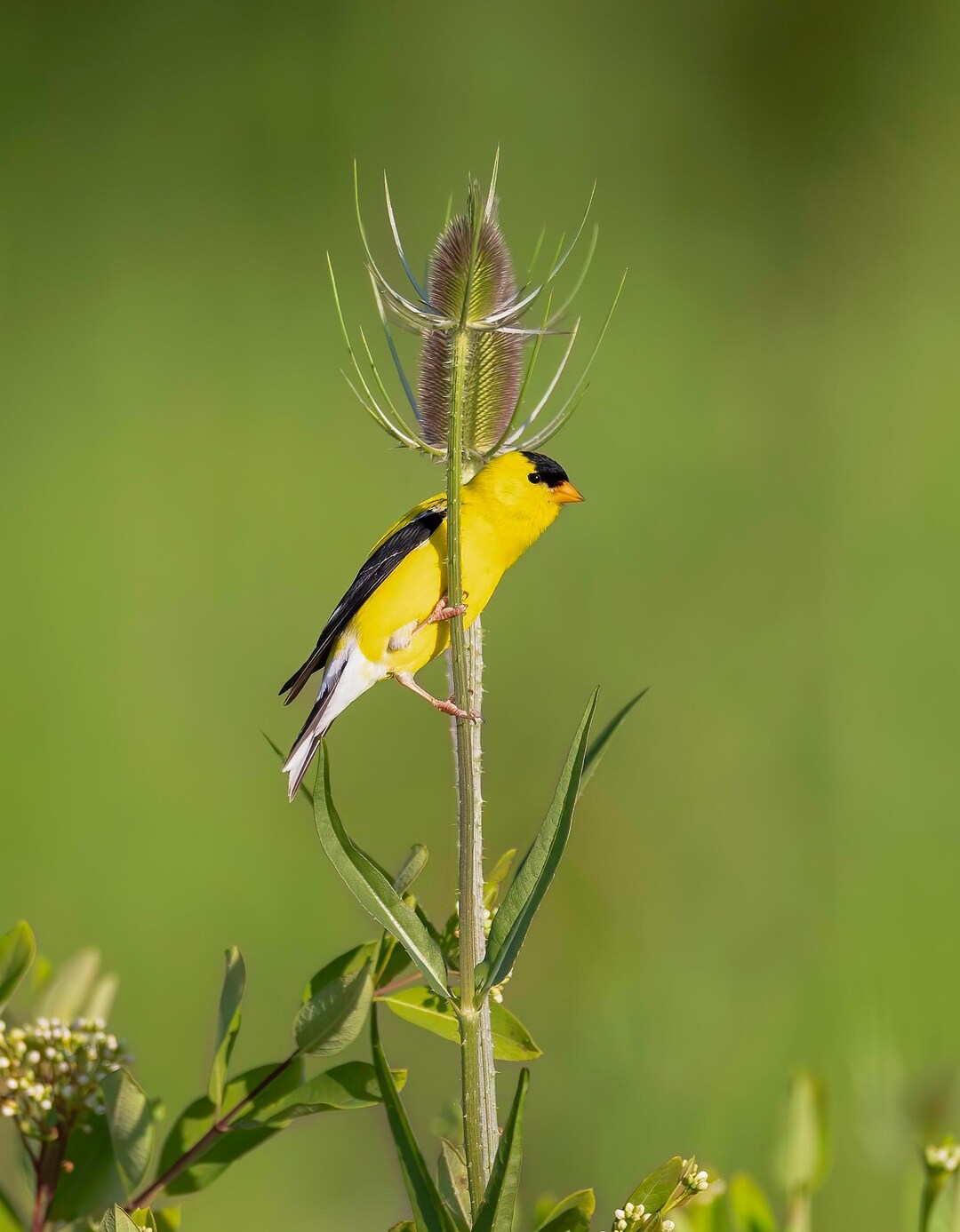 Goldfinch Print, Bird Photography, Goldfinch Photographs, Wildlife ...