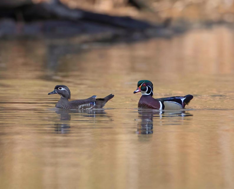 Wood Duck Print, Bird Photography, Wood Duck Photographs, Wildlife Photos, Duck Home Decor ...
