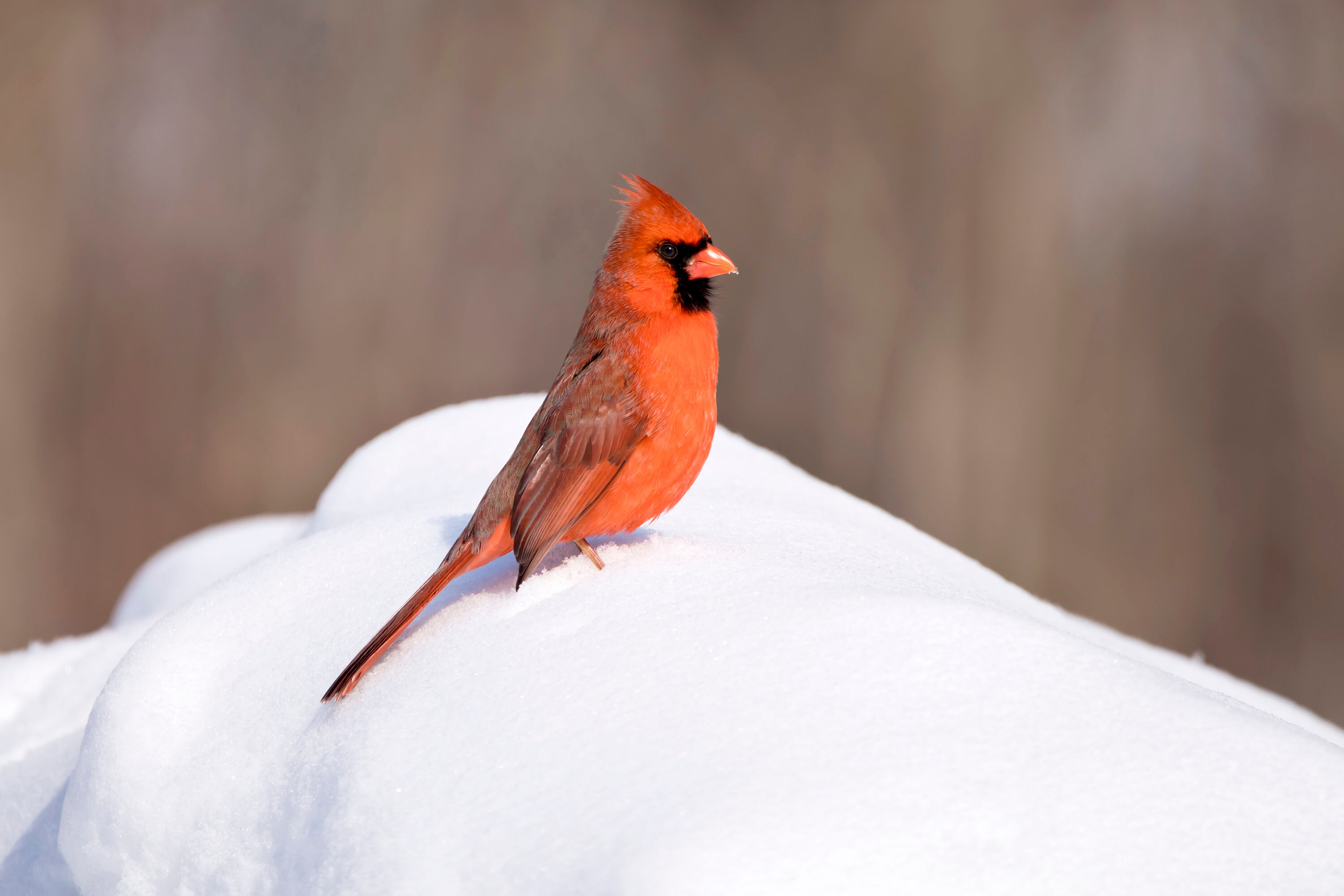 Red Cardinal Bird Photo Print Moody Bird Print, Northern Cardinal Print ...