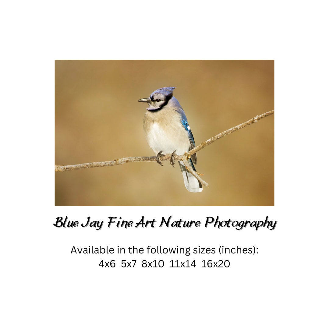 Blue Jay Print for Wall Art, Blue Bird Decor for Walls, Wildlife ...