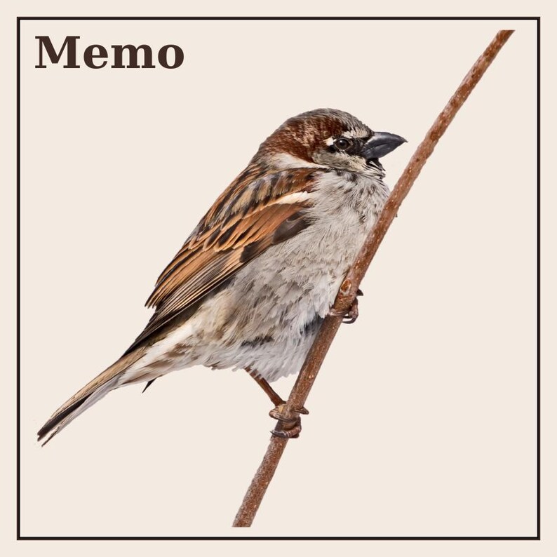 Sparrow Bird Notepad Set of 4, Memo Pad Digital, Square Note Pads ...