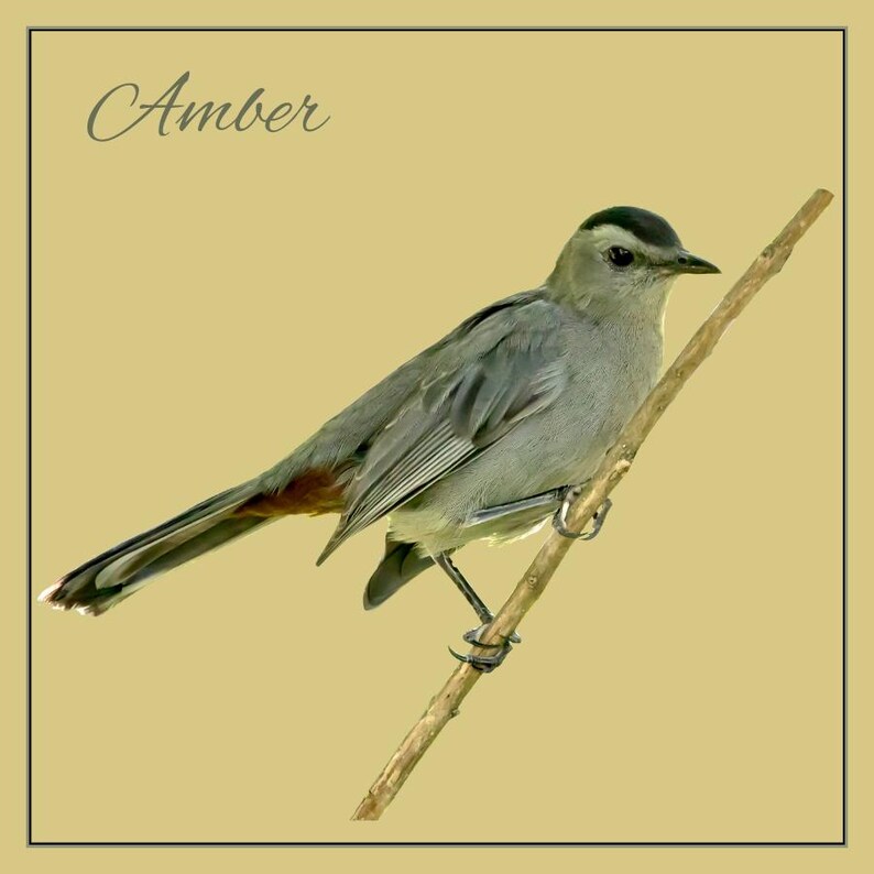 Gray Catbird Personalized Memo Pad Stationery, Custom Sticky Notes for ...