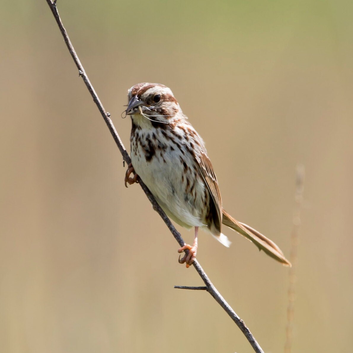 Sparrow Art Cute Bird Print, Sparrow Bird Photography Print, Sparrow ...