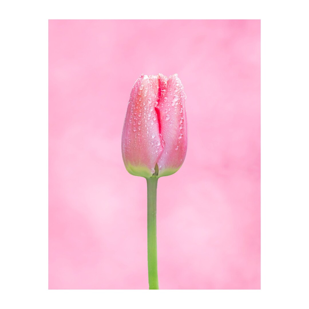 Pink Tulip Printable Wall Art, Light Pink Flower Print Tulip Digital Download Flower Photo ...