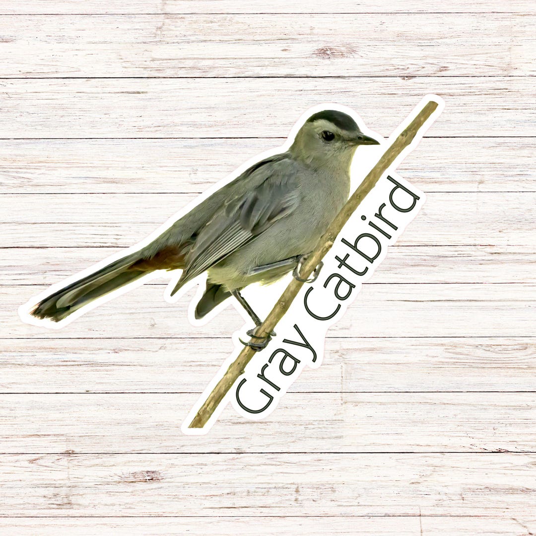 Gray Catbird Vinyl Name Sticker, Wild Bird Laptop Stickers Custom Text ...