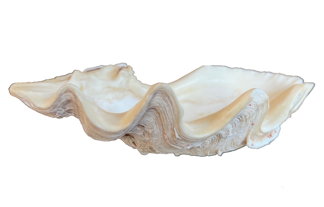 Natural Nautical Coastal Clamshell With Freckles - Etsy
