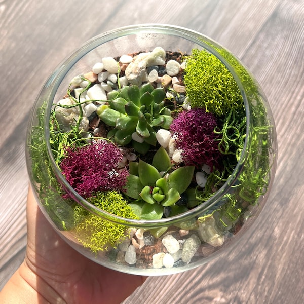 Mason Jar Terrarium - Etsy