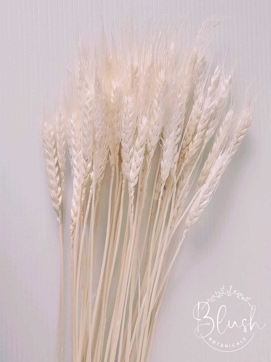 Preserved Dried WHEAT, Various Colours, Rustic, Flower Stems, DIY ...