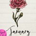 January Birth Flower SVG, January SVG, Flower SVG, Carnation Svg ...