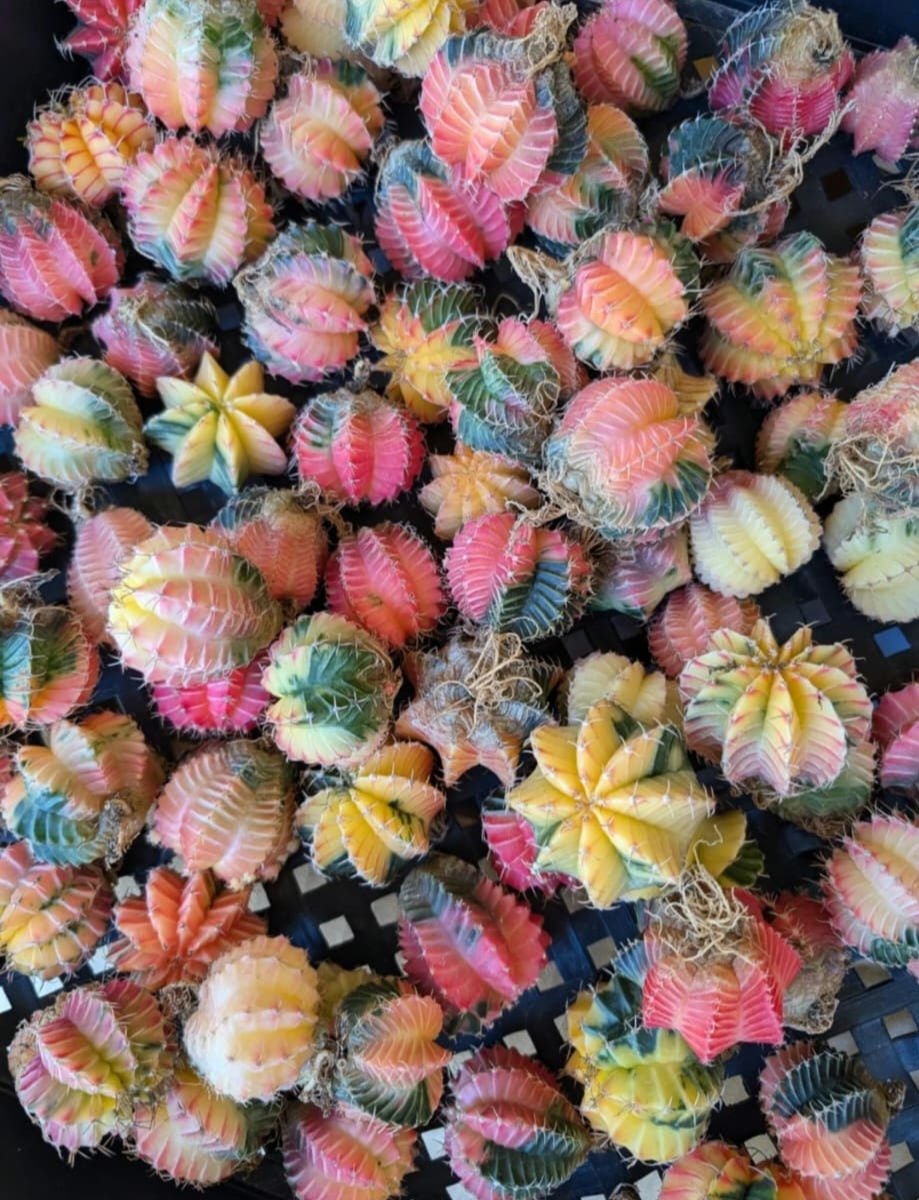 Gymnocalycium Abigarrado, Gymnocalycium Variegados - Etsy