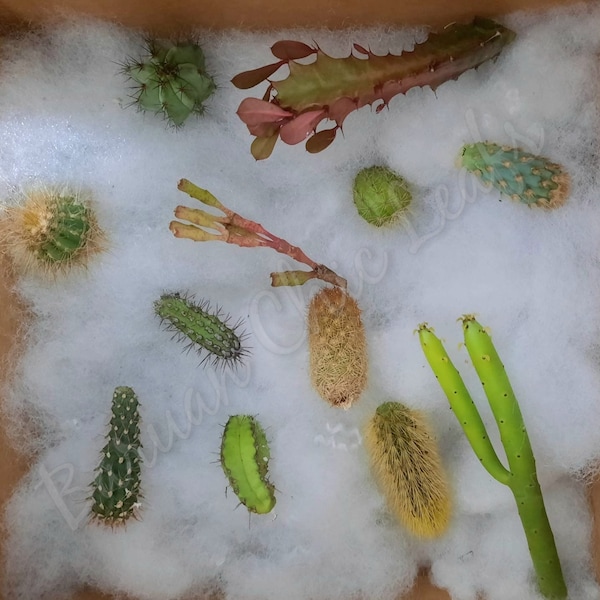 Cactus Cutting - Etsy