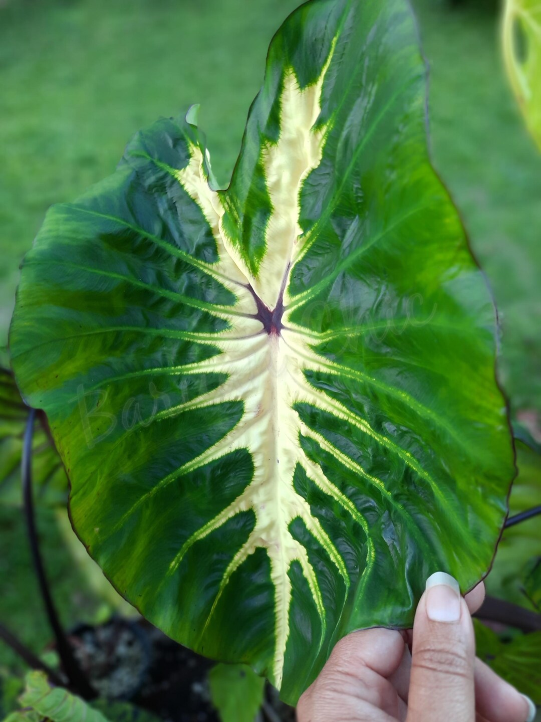 Colocasia Mix, Colocasia White Lava, Colocasia Mojito, Colocasia Black ...