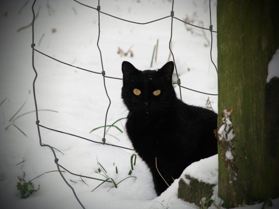 Printable Pals - Etsy