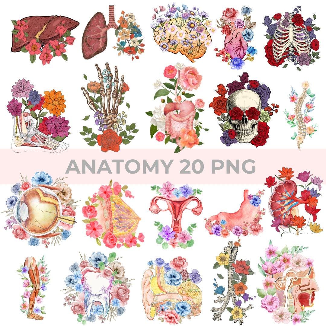 Anatomy Png, Human Body Organs Png, Doctor Shirt Png, Teacher, Medical ...