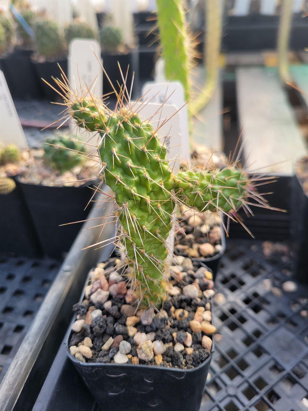 Consolea Moniliformis (fragile) (cactus - Succulent - Plant) - Etsy