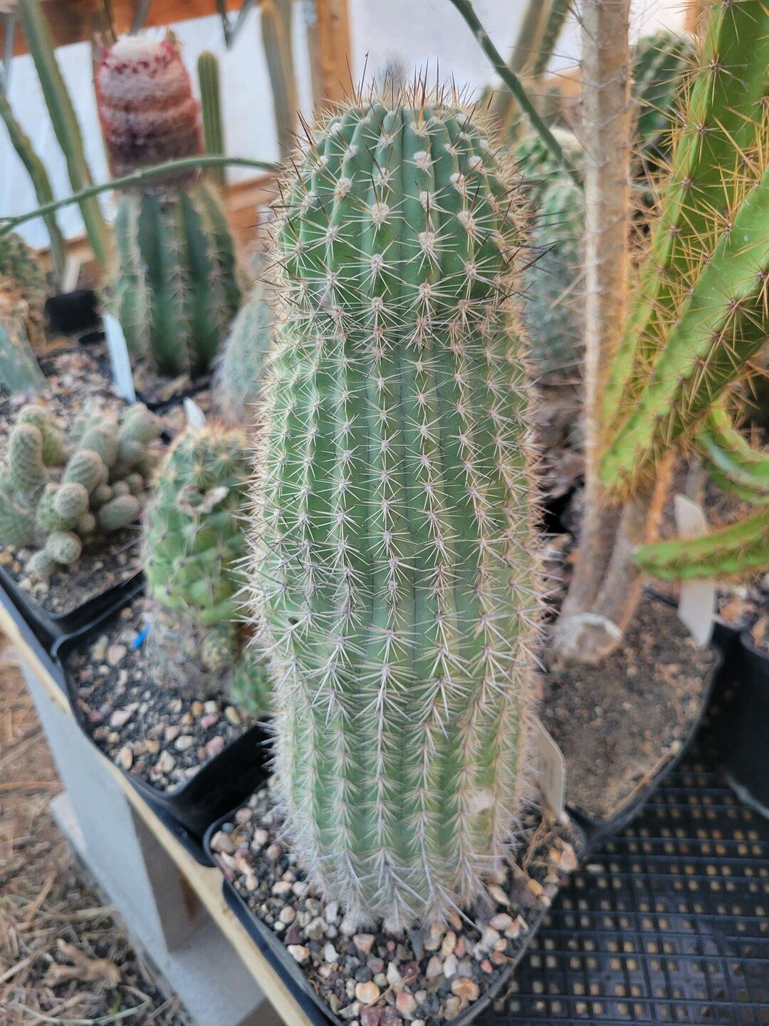 Oreocereus Hempelianus (KK 1203) (cactus - Succulent - Plant) - Etsy