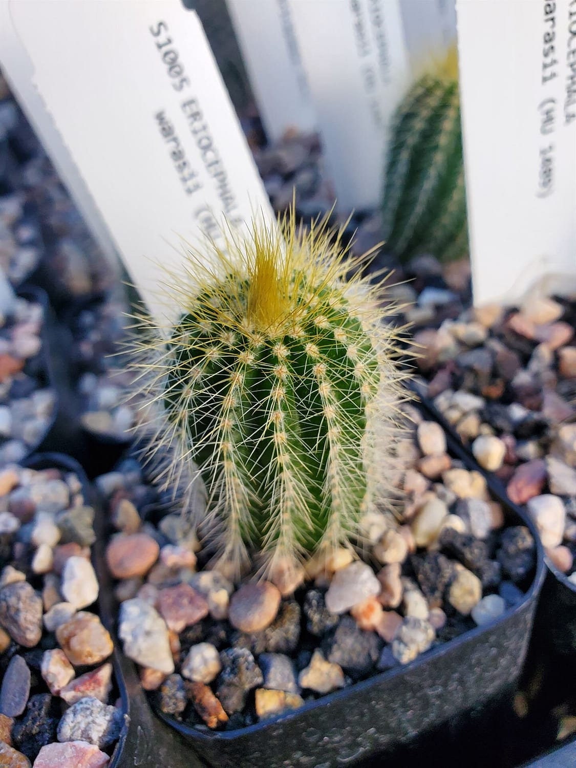 Endangered Cactus Star Flower