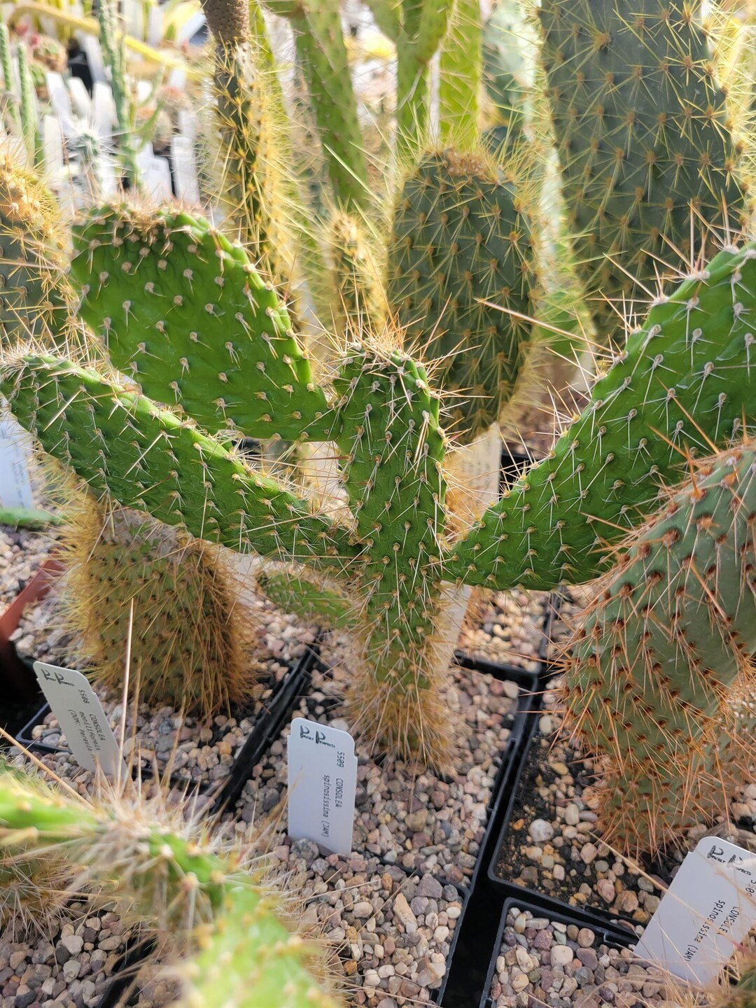 Consolea Moniliformis Ssp. Moniliformis with Locality fragile cactus ...
