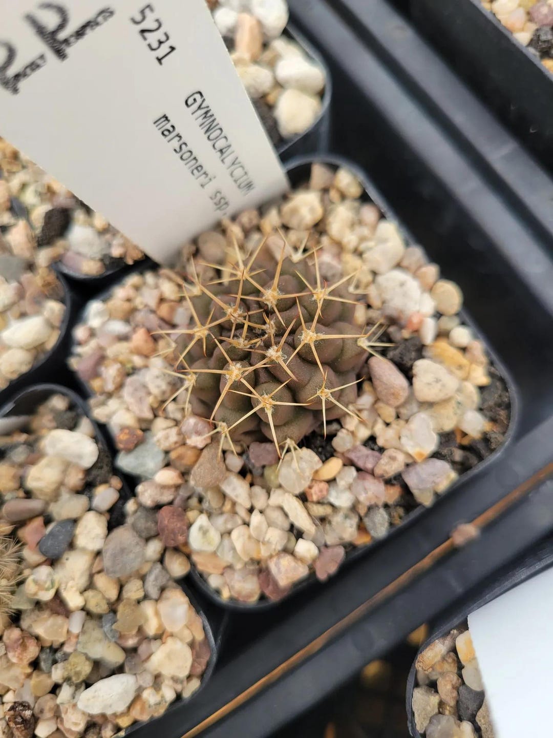 Gymnocalycium Marsoneri Ssp. Megatae (vos 15-1920) (cactus - Succulent ...