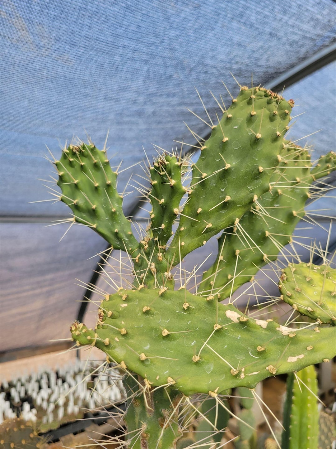 Consolea Cf. Falcata (cactus - Succulent - Plant) - Etsy