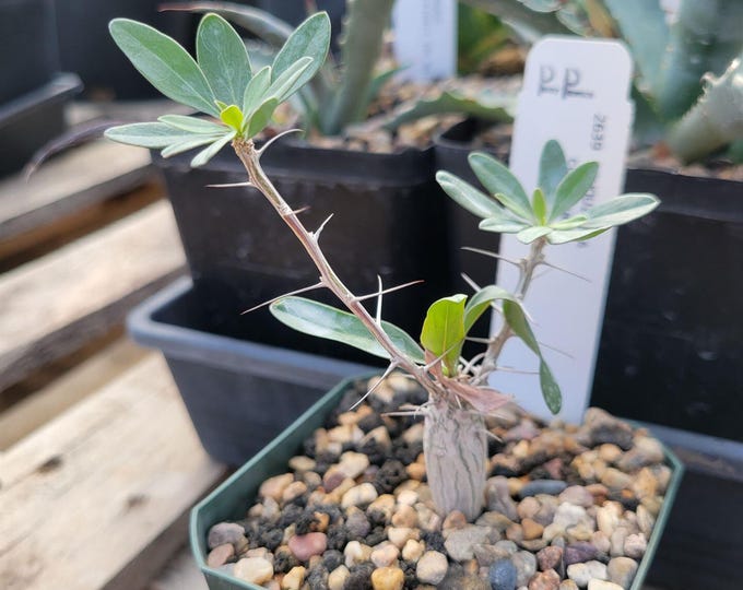 Fouquieria Columnaris (boojum) (cactus - Succulent - Plant) - Etsy