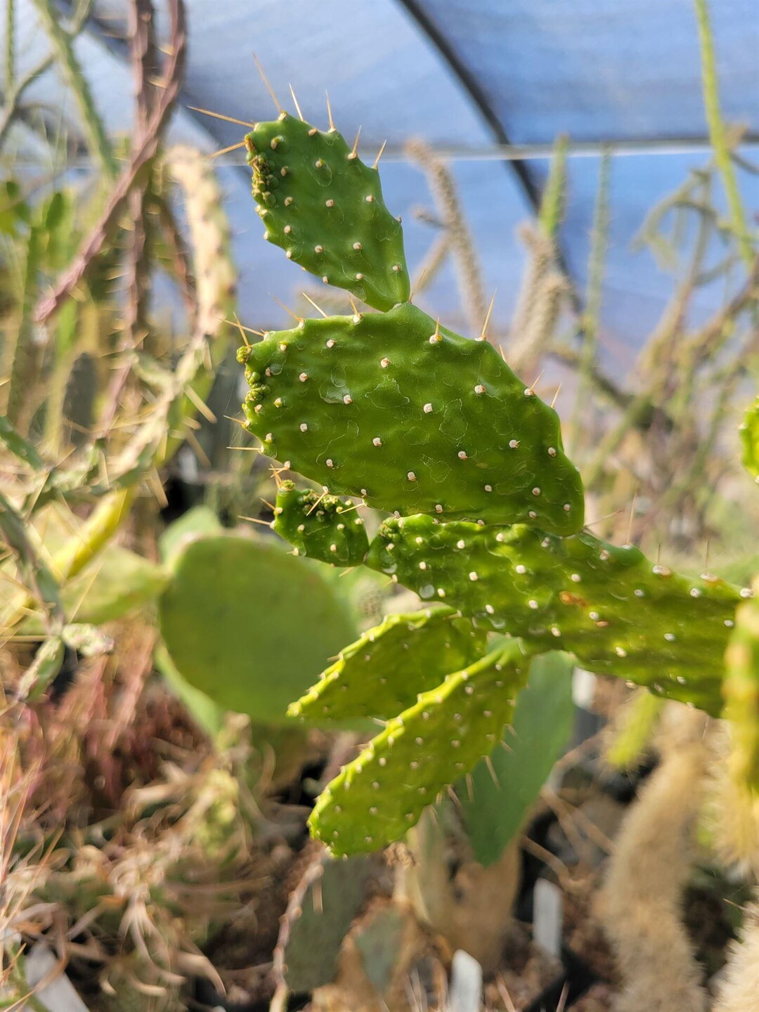 Consolea Picardae (cactus - Succulent - Plant) - Etsy