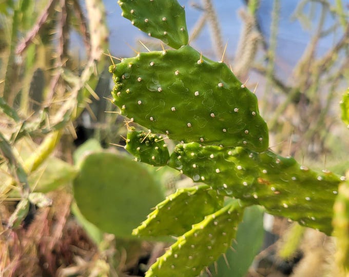 Consolea Picardae (cactus - Succulent - Plant) - Etsy
