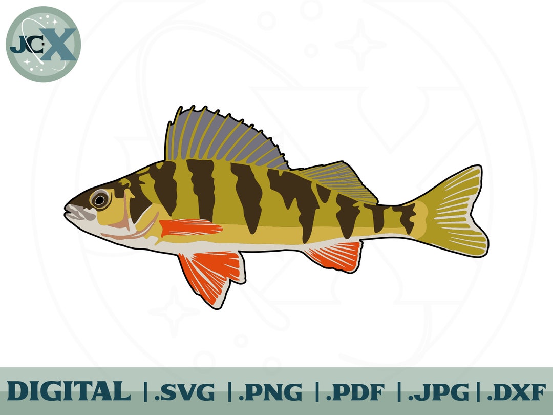 Freshwater Yellow Perch - Illustration - Layered SVG - Etsy
