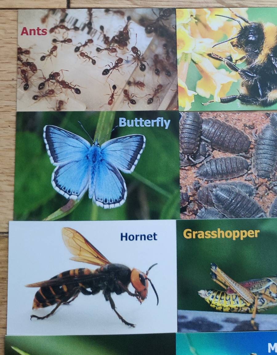 Memory Card Game Insects / Bugs for Kids & Adults 30 Sets / 60 Cards ...
